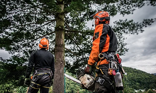 Tree Surgeons & Arborists | Tree Specialists UK-Wide – TreeMend