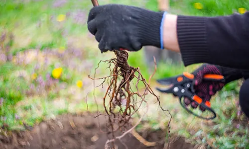 Tree Surgeons & Arborists | Tree Specialists UK-Wide – TreeMend