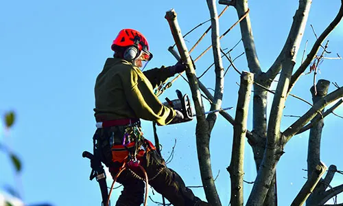 Tree Surgeons & Arborists | Tree Specialists UK-Wide – TreeMend